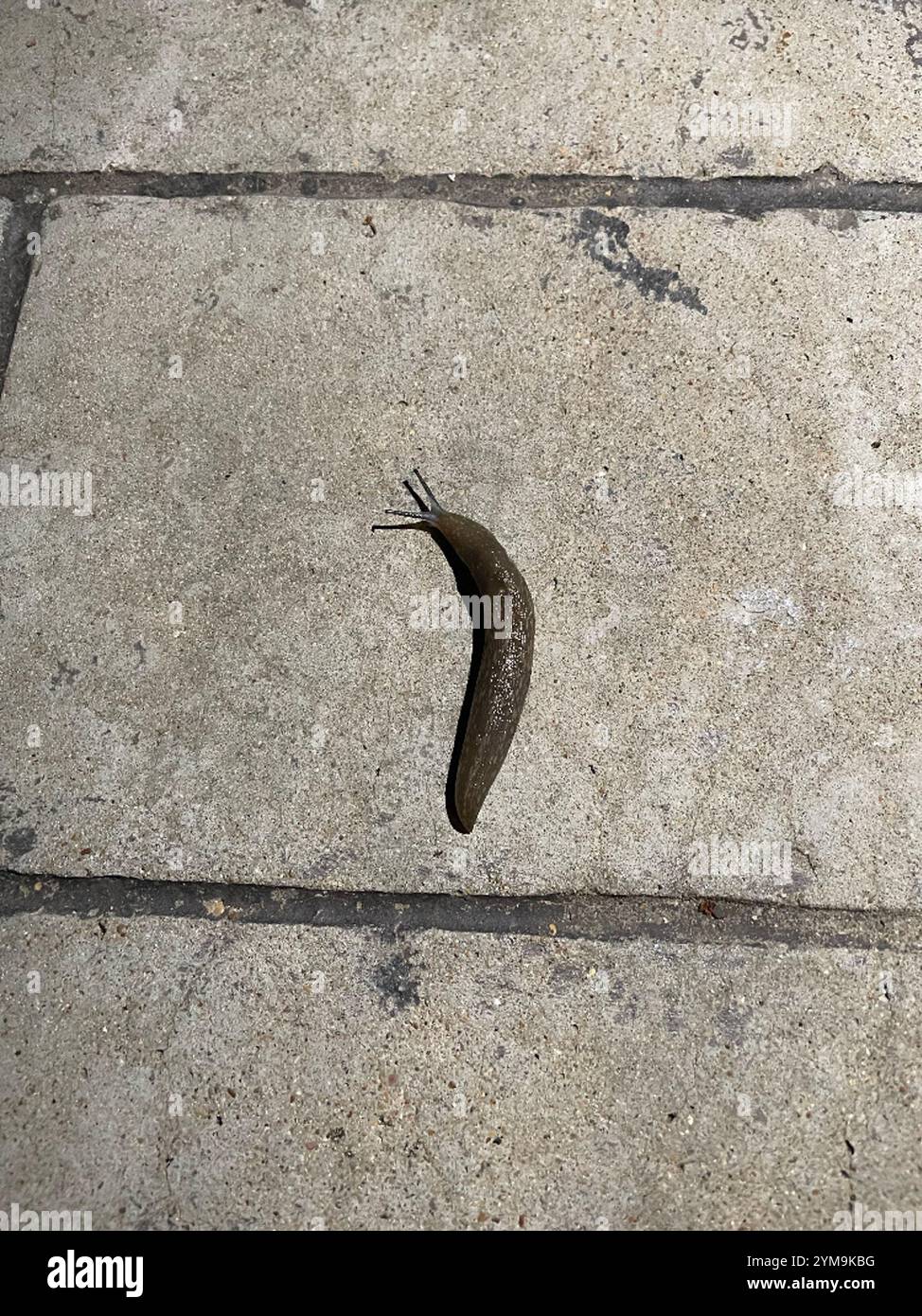 Yellow Cellar Slug (Limacus flavus Stock Photo - Alamy
