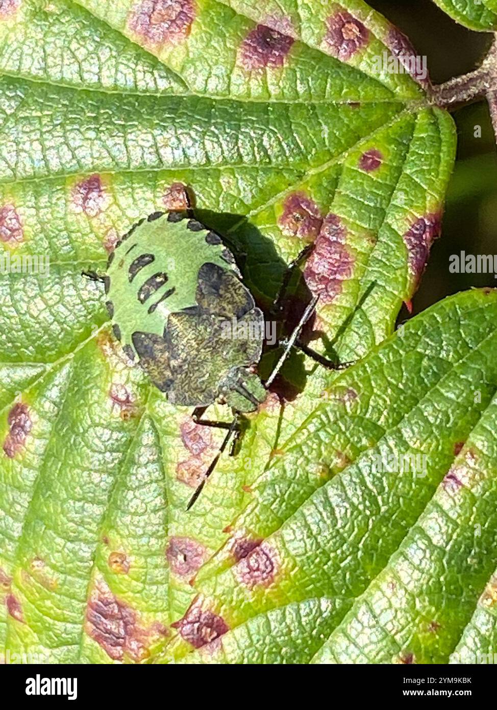 Green Shield Bug (Palomena prasina Stock Photo - Alamy