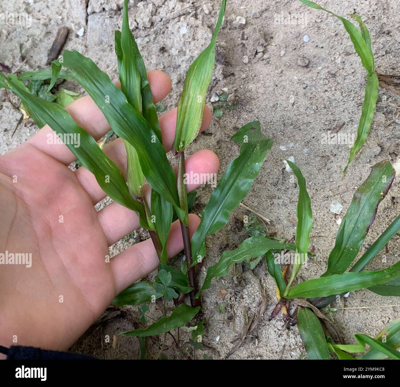 bristlegrasses, bluestems, paspalums, and allies (Panicoideae Stock ...