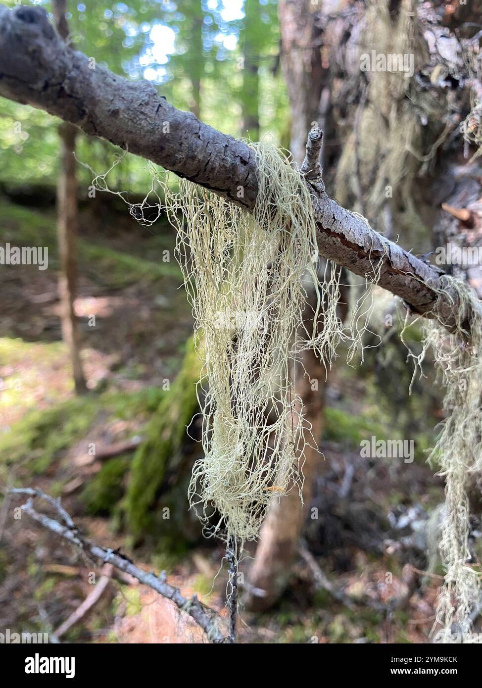 Witch's Hair (Alectoria sarmentosa Stock Photo - Alamy