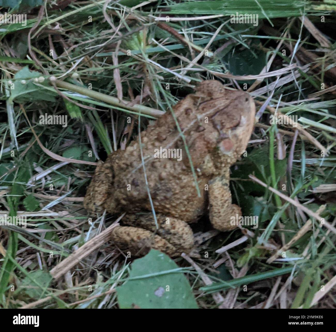 American Toad (Anaxyrus americanus Stock Photo - Alamy