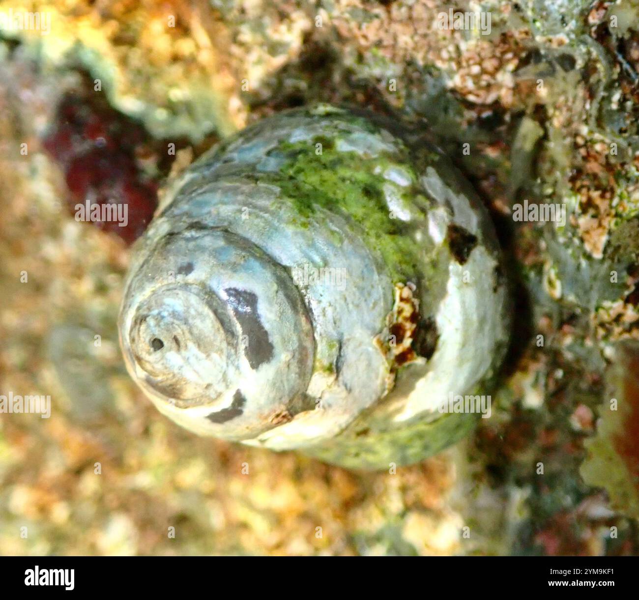 Grey topshell hi-res stock photography and images - Alamy