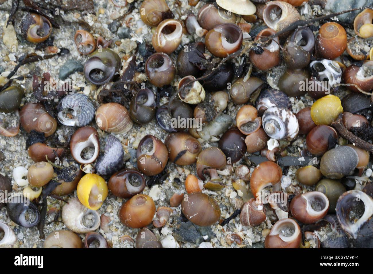Grey topshell hi-res stock photography and images - Alamy
