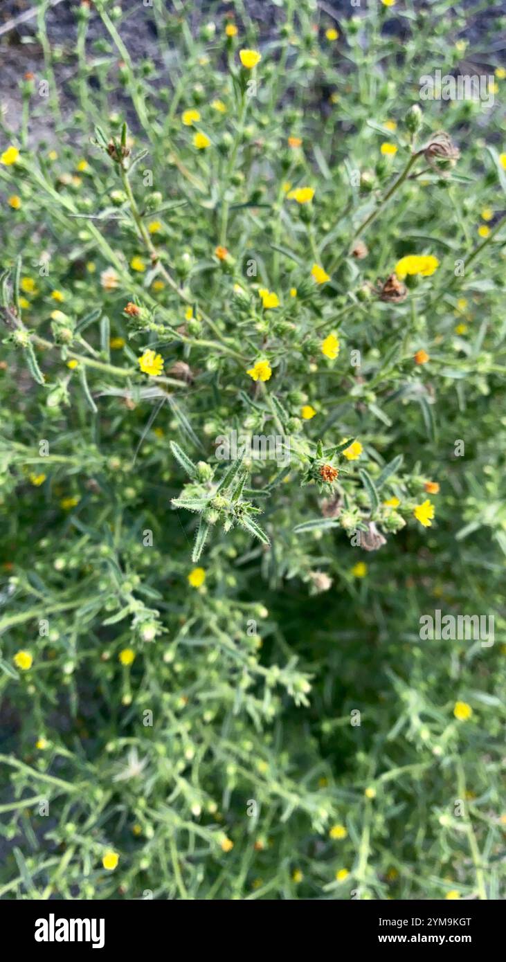 Stinkwort (Dittrichia graveolens Stock Photo - Alamy