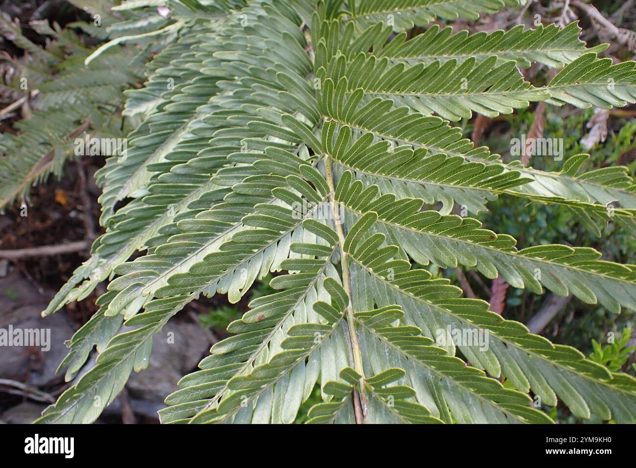 king fern (Todea barbara Stock Photo - Alamy