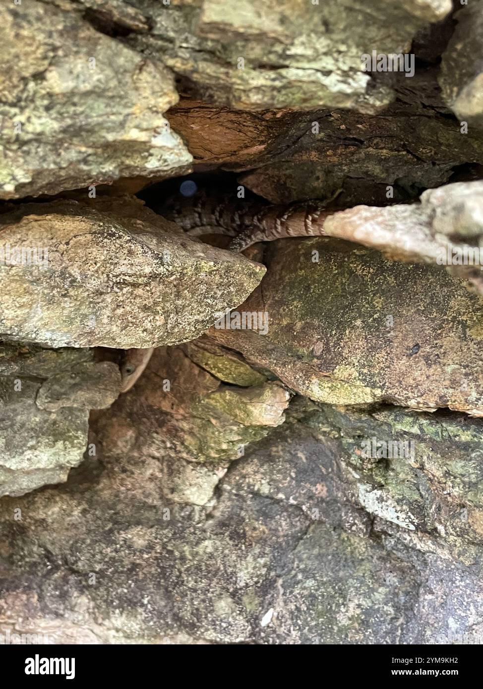 Gerrhonotus hi-res stock photography and images - Alamy