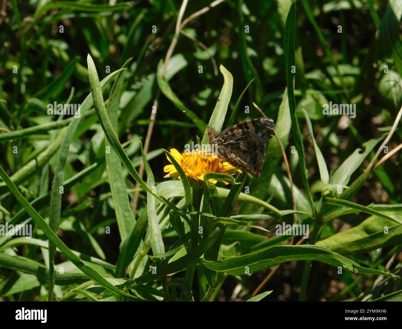 Subtropical Lady (Vanessa carye Stock Photo - Alamy