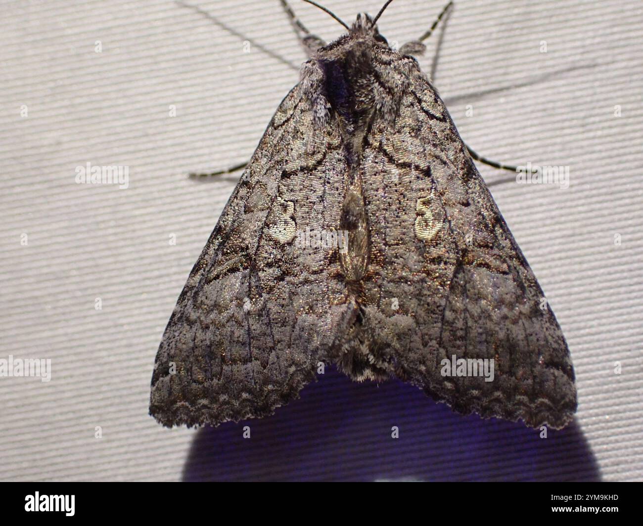 Plusiine Looper Moths (Plusiinae Stock Photo - Alamy