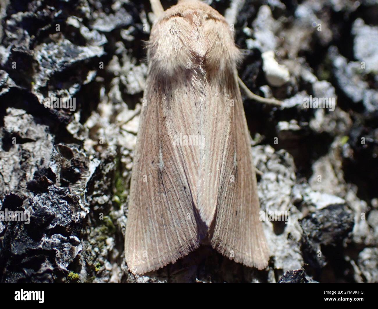 Meadow Wainscot Moth (Leucania farcta Stock Photo - Alamy
