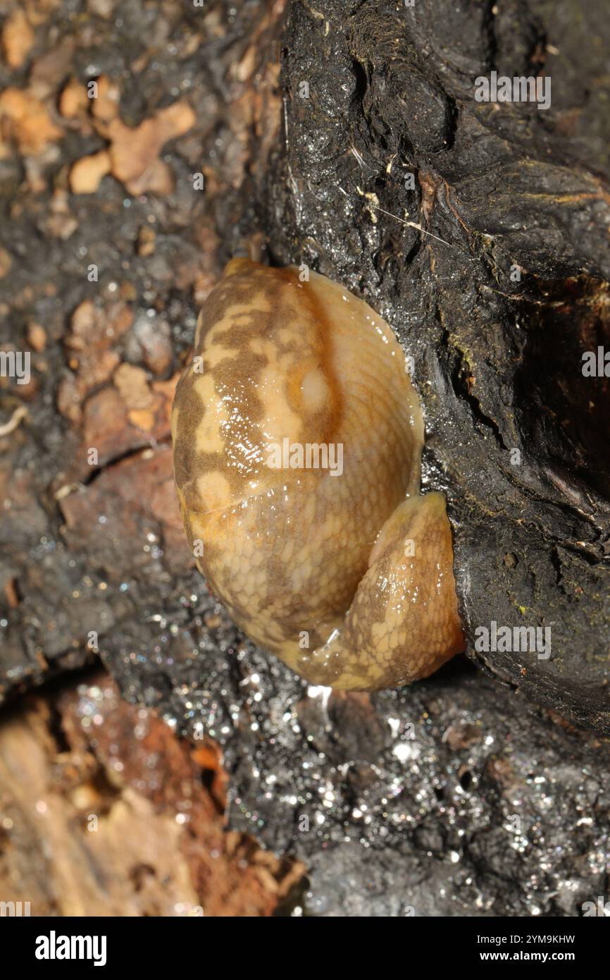 Green Cellar Slug (Limacus maculatus Stock Photo - Alamy