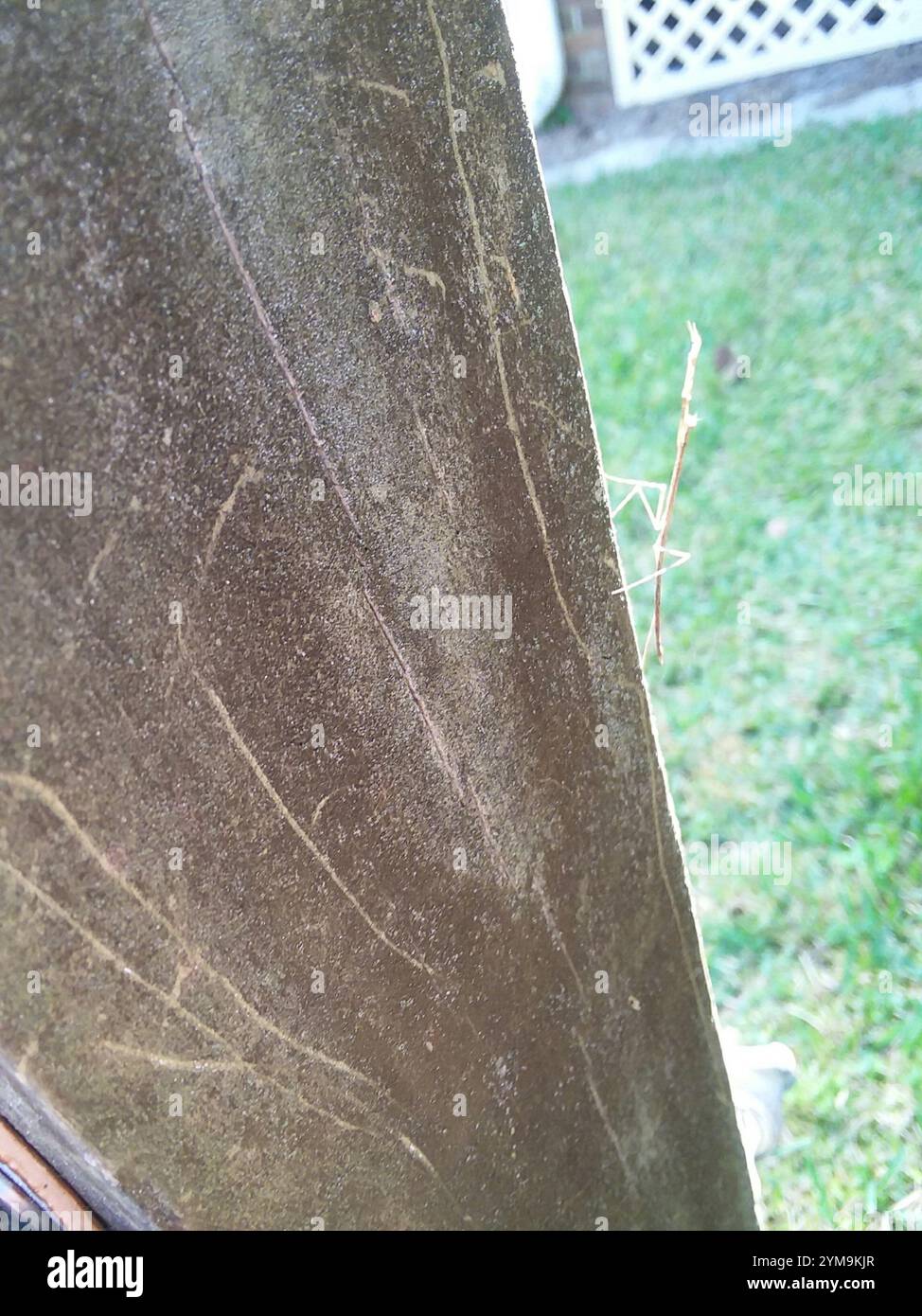 American Grass Mantis (Thesprotia graminis Stock Photo - Alamy