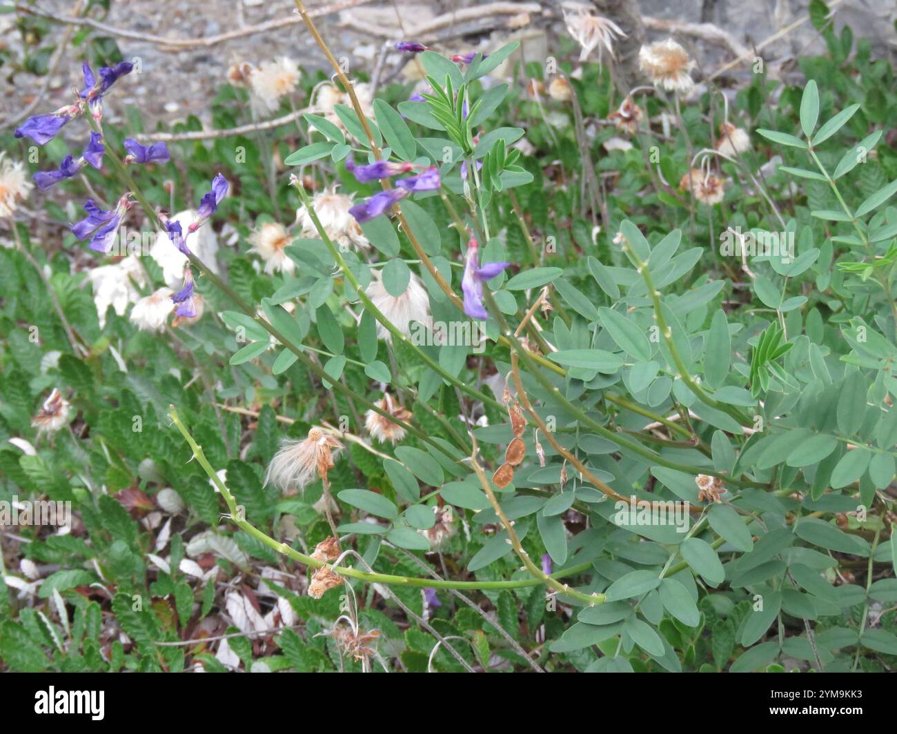 Boreal Sweet-vetch (Hedysarum boreale Stock Photo - Alamy