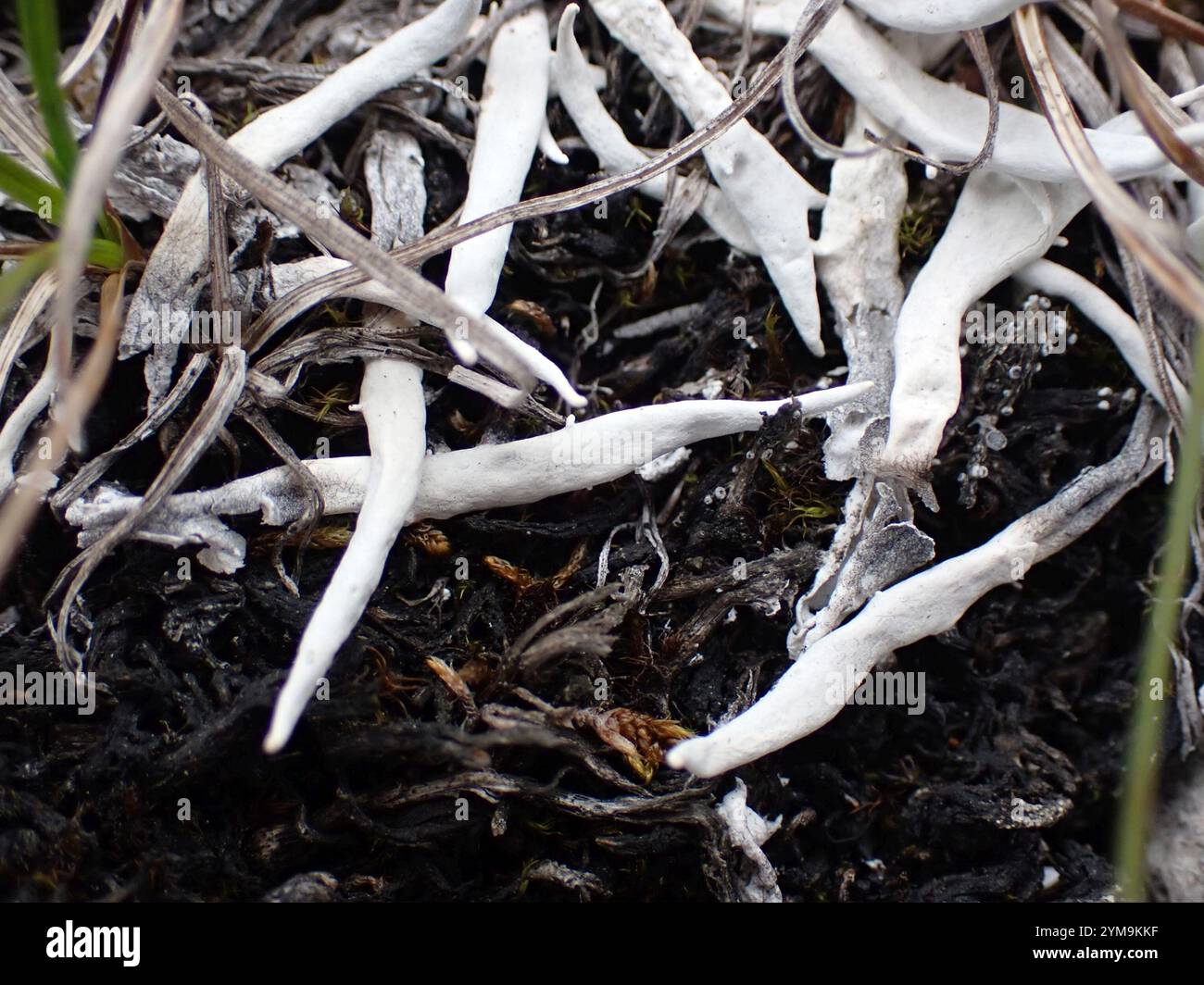 Whiteworm Lichen (Thamnolia vermicularis Stock Photo - Alamy