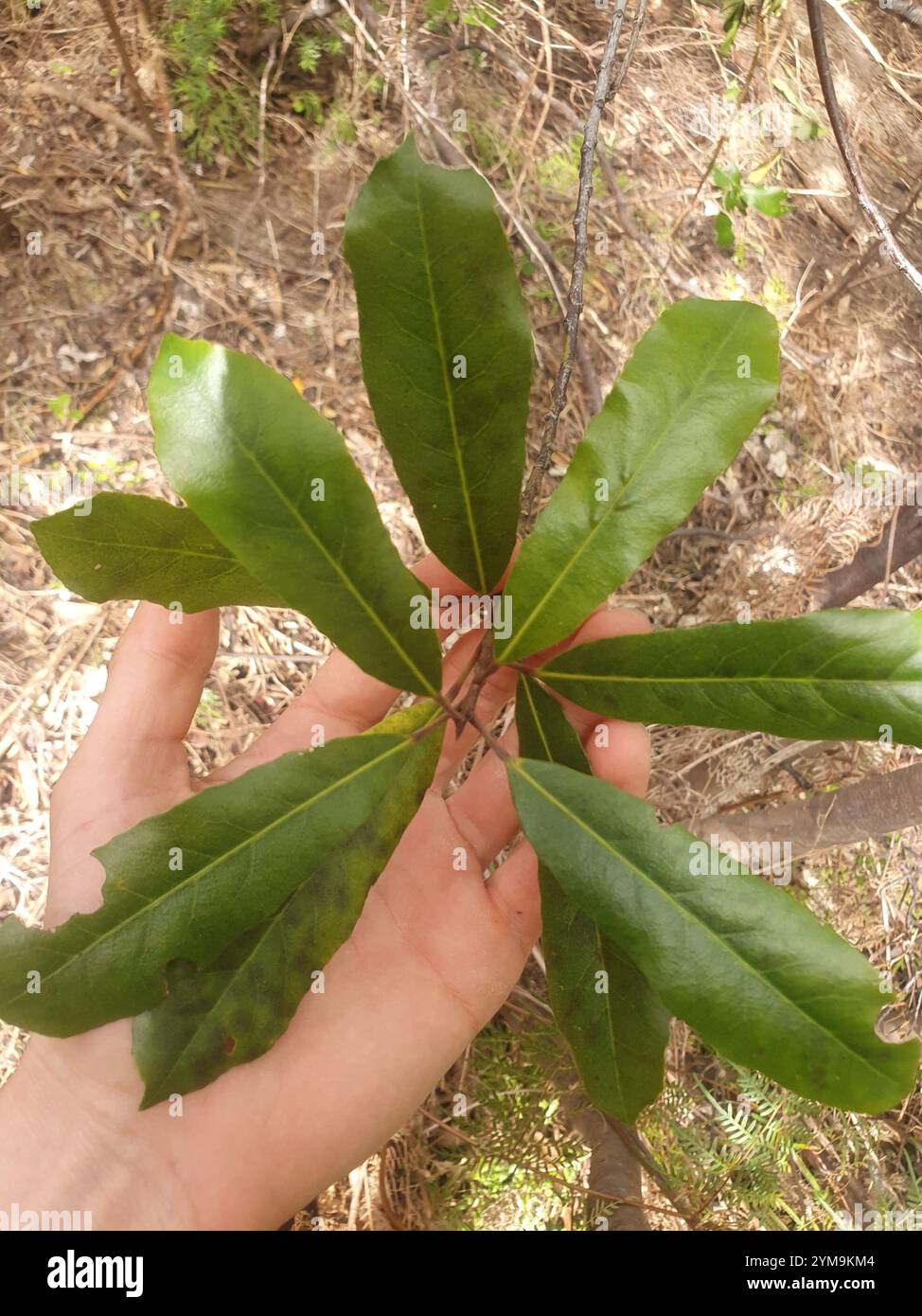 Hinau (Elaeocarpus dentatus Stock Photo - Alamy