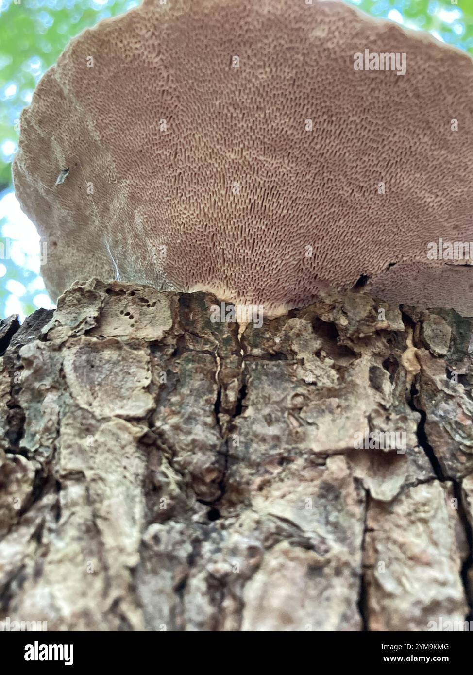 Lumpy Bracket (Trametes gibbosa Stock Photo - Alamy