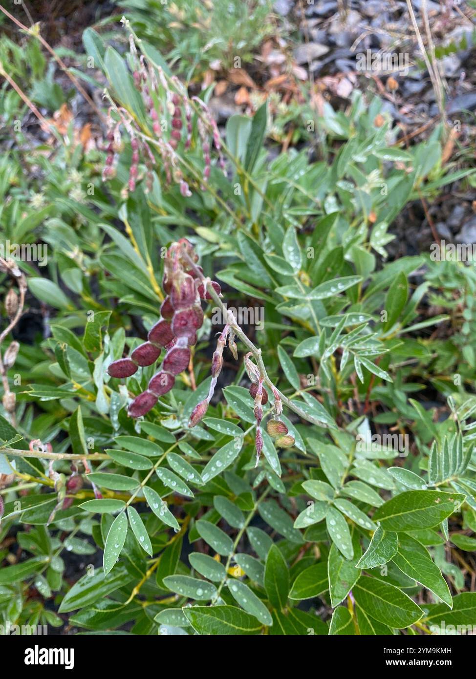 Boreal Sweet-vetch (Hedysarum boreale Stock Photo - Alamy