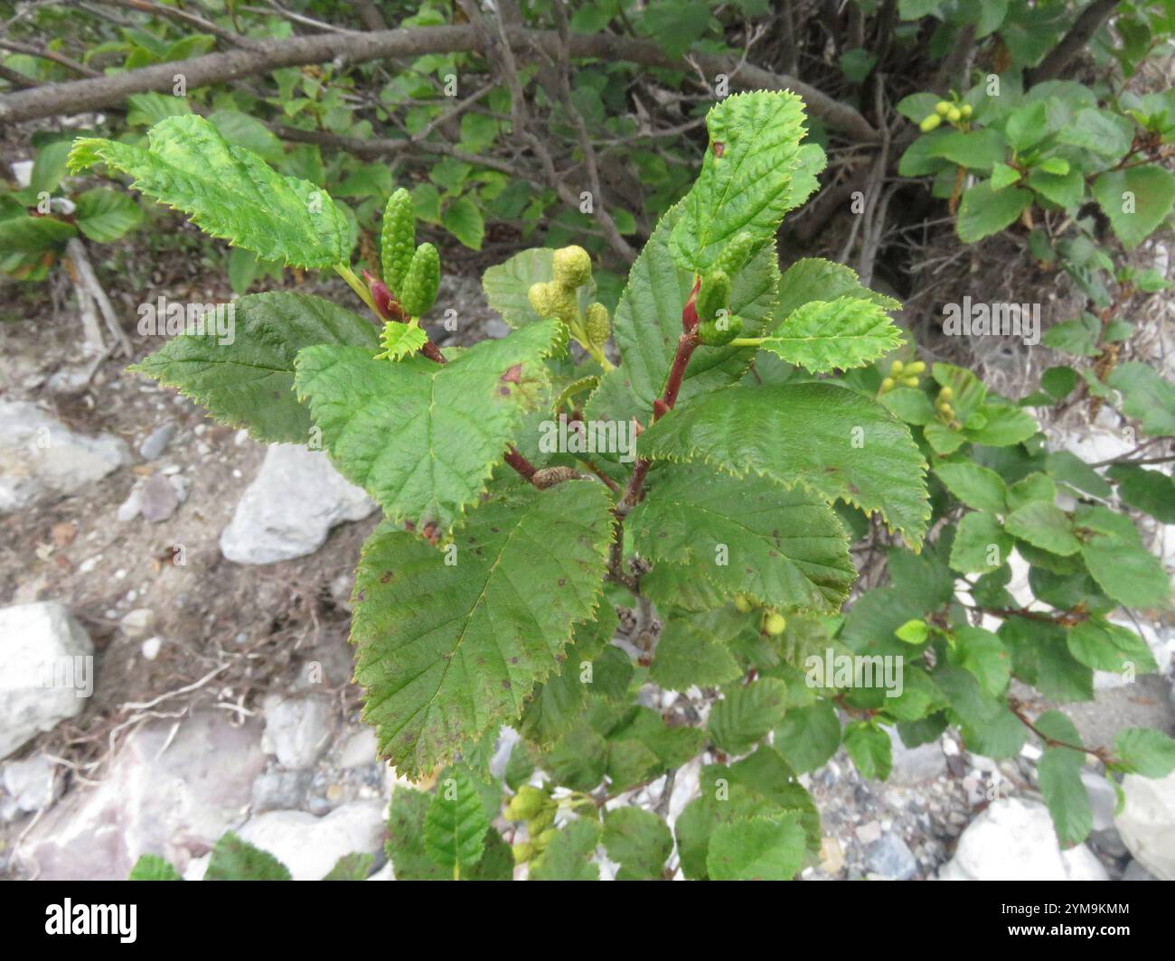 green alder (Alnus alnobetula Stock Photo - Alamy