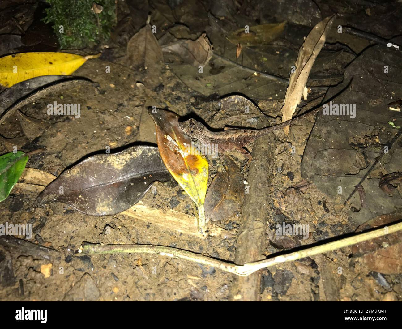 Anolis humilis hi-res stock photography and images - Alamy