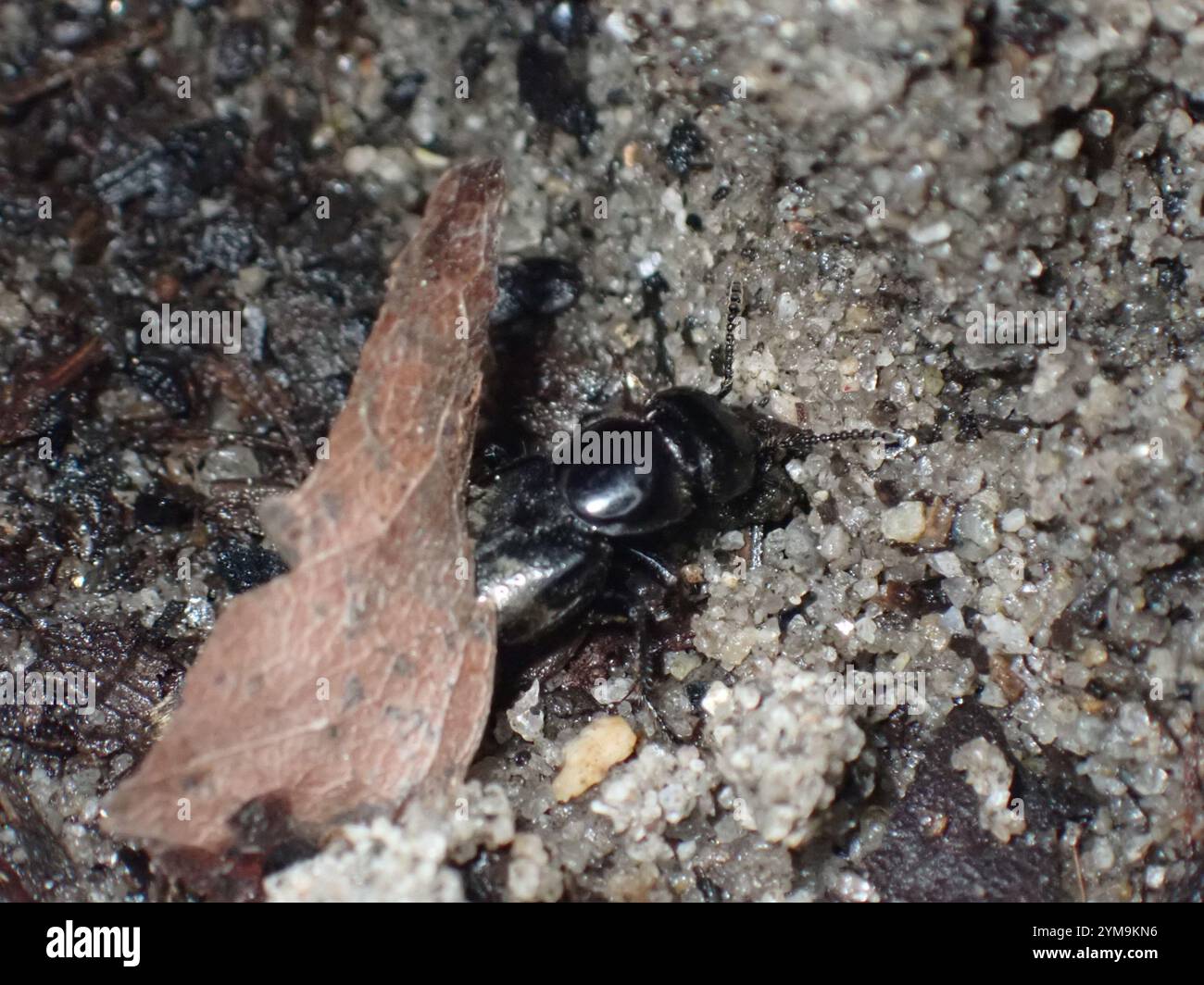 hairy rove beetle (Creophilus maxillosus Stock Photo - Alamy