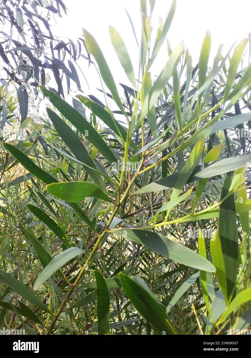 Golden Rods (Acacia longifolia longifolia Stock Photo - Alamy