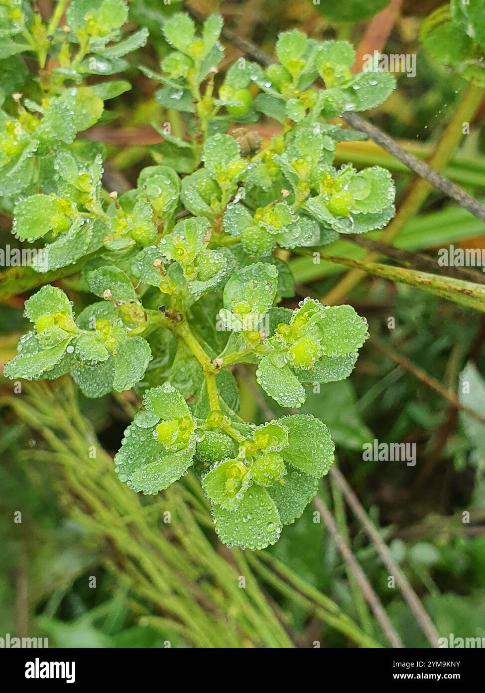 Sun spurge (Euphorbia helioscopia Stock Photo - Alamy