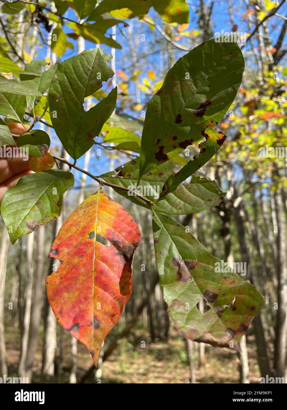 Black Tupelo (Nyssa sylvatica Stock Photo - Alamy
