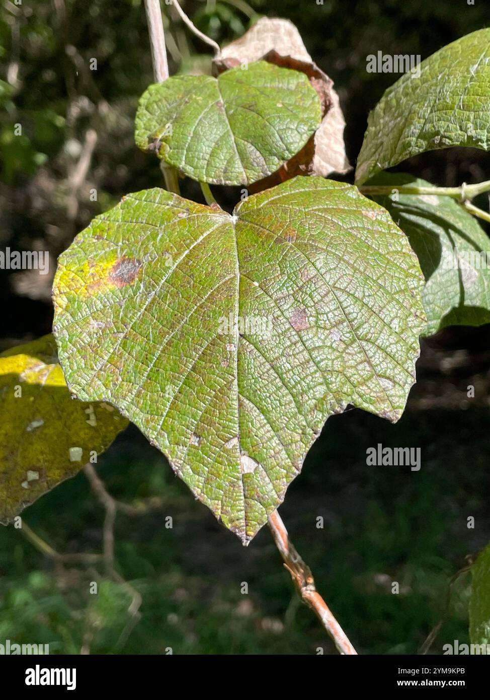mustang grape (Vitis mustangensis Stock Photo - Alamy