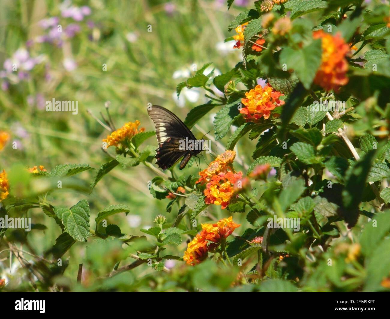 Polydamas Swallowtail (Battus polydamas Stock Photo - Alamy