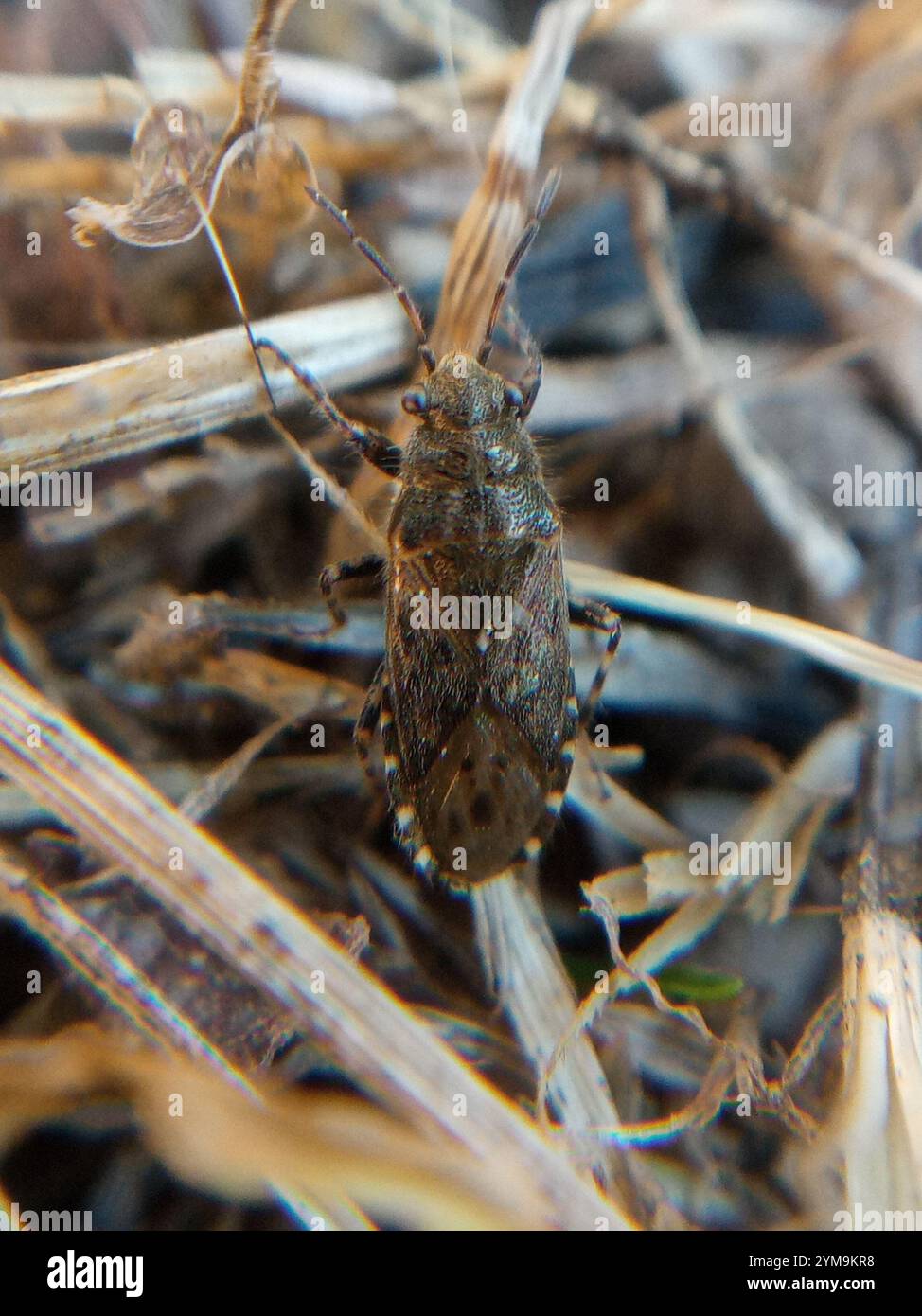 Nettle ground bug (Heterogaster urticae Stock Photo - Alamy