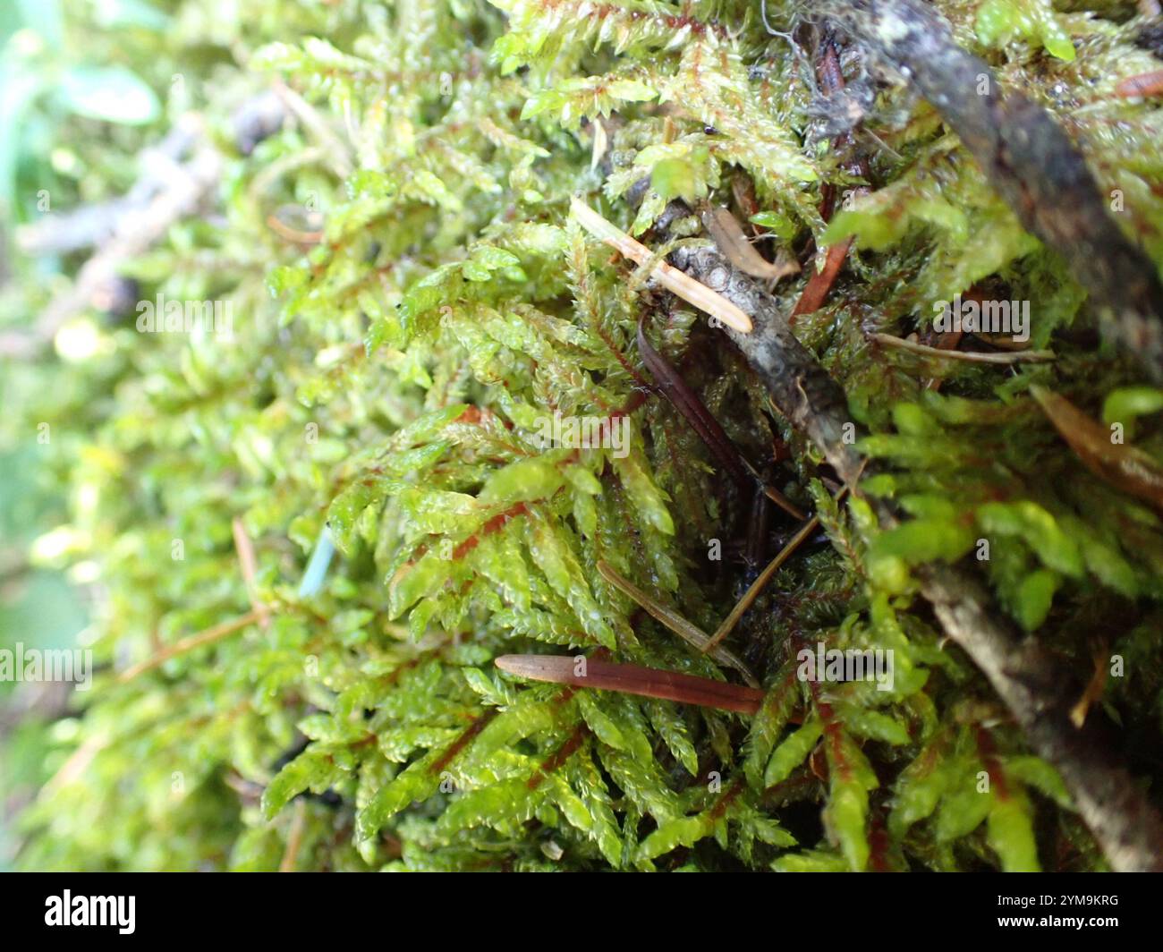 Red-stemmed Feather Moss (Pleurozium schreberi Stock Photo - Alamy