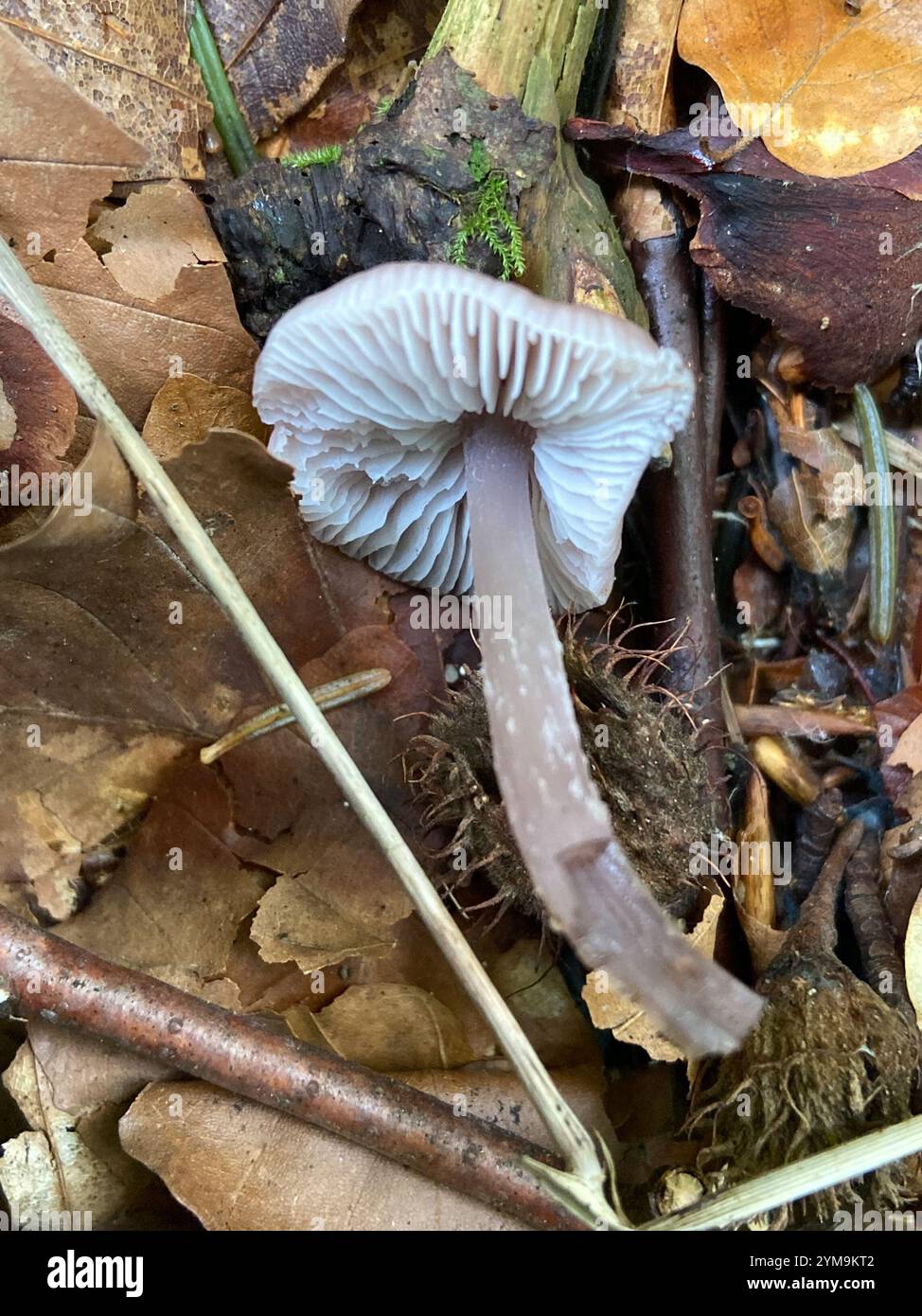 Lilac Bonnet (Mycena pura Stock Photo - Alamy