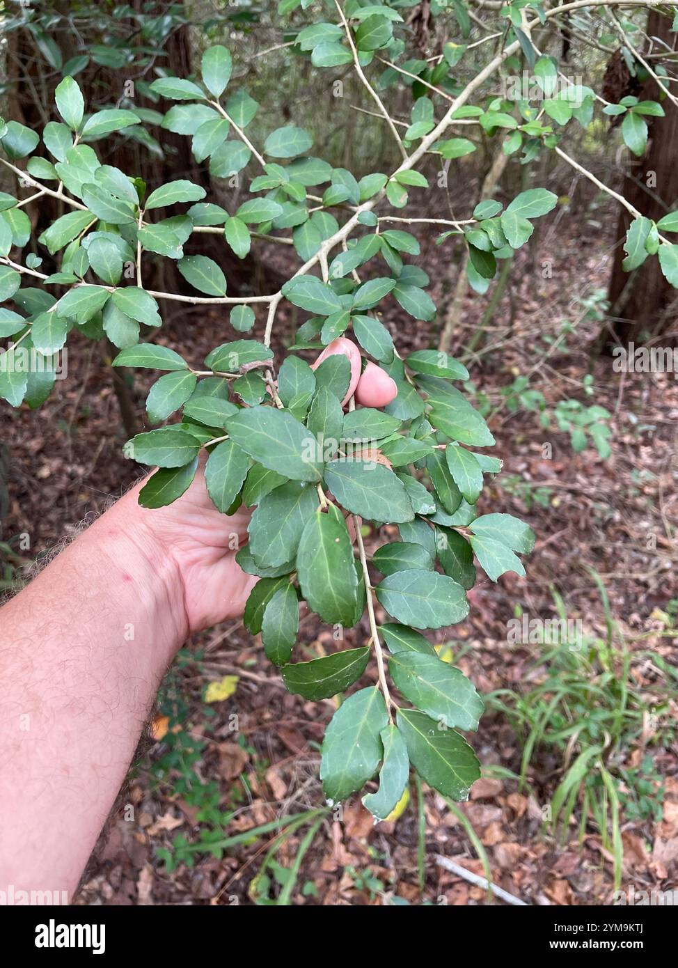 Yaupon Holly (Ilex vomitoria Stock Photo - Alamy