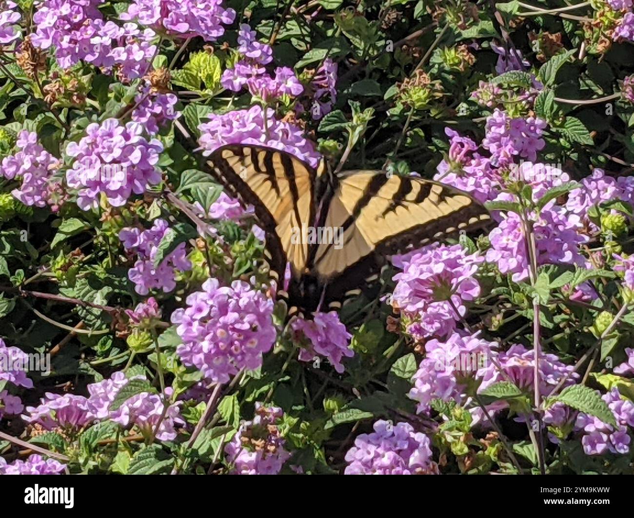 Western Tiger Swallowtail (Papilio rutulus Stock Photo - Alamy