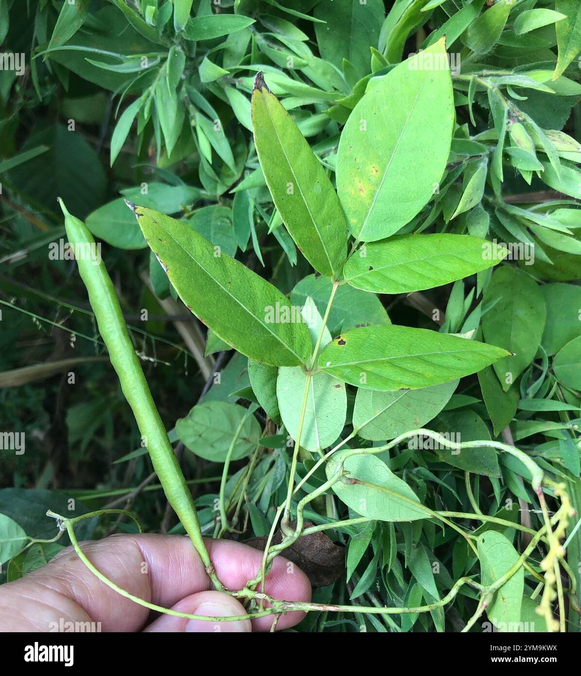 American groundnut (Apios americana Stock Photo - Alamy