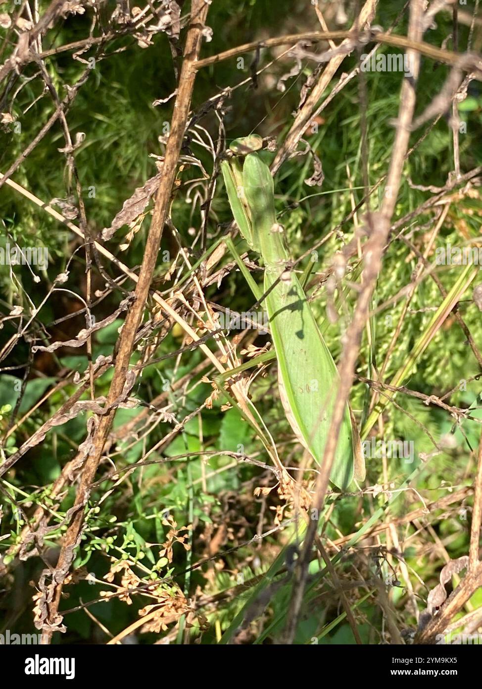 Chinese Mantis (Tenodera sinensis Stock Photo - Alamy