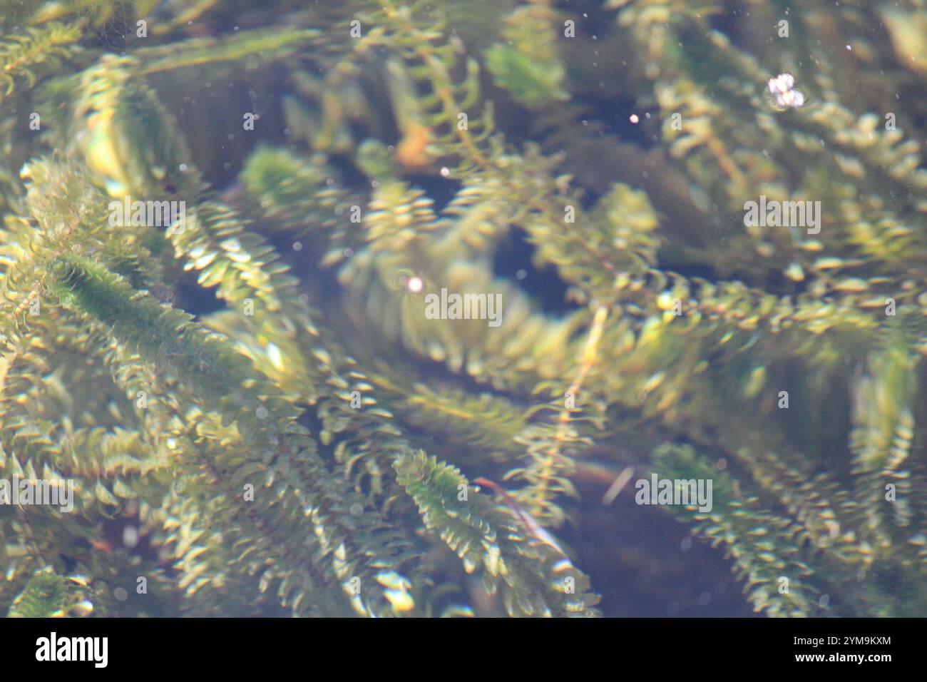 Canadian Waterweed (Elodea canadensis Stock Photo - Alamy