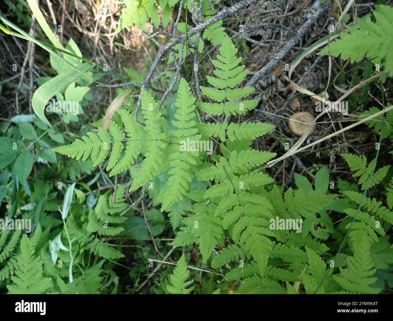 oak ferns (Gymnocarpium Stock Photo - Alamy