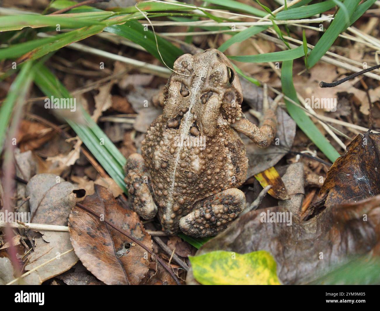 American Toad (Anaxyrus americanus Stock Photo - Alamy