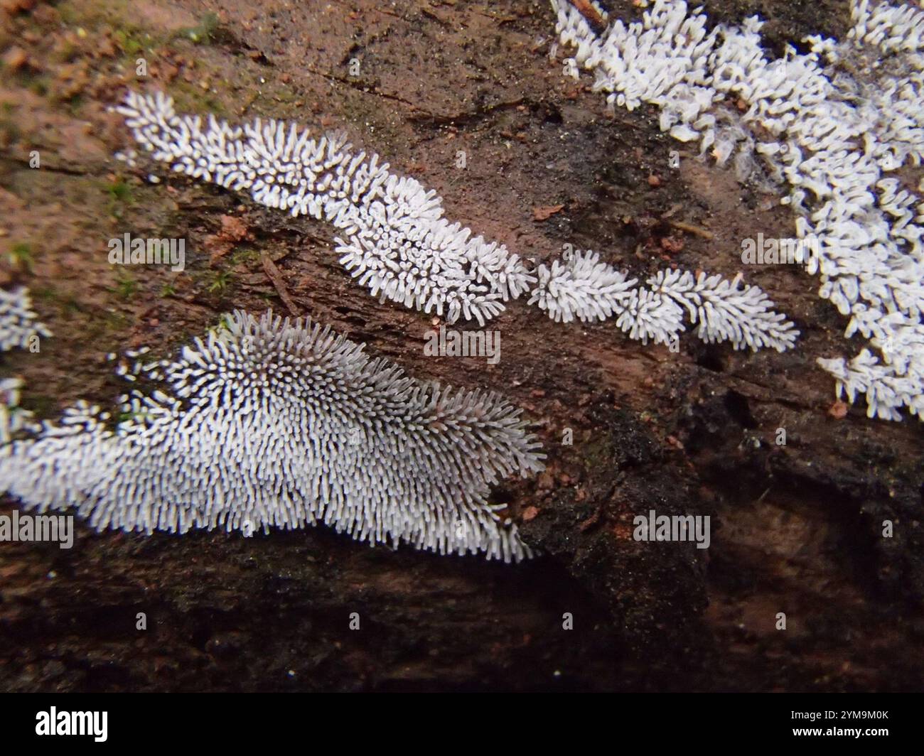 Honeycomb Coral Slime Mold (Ceratiomyxa fruticulosa Stock Photo - Alamy