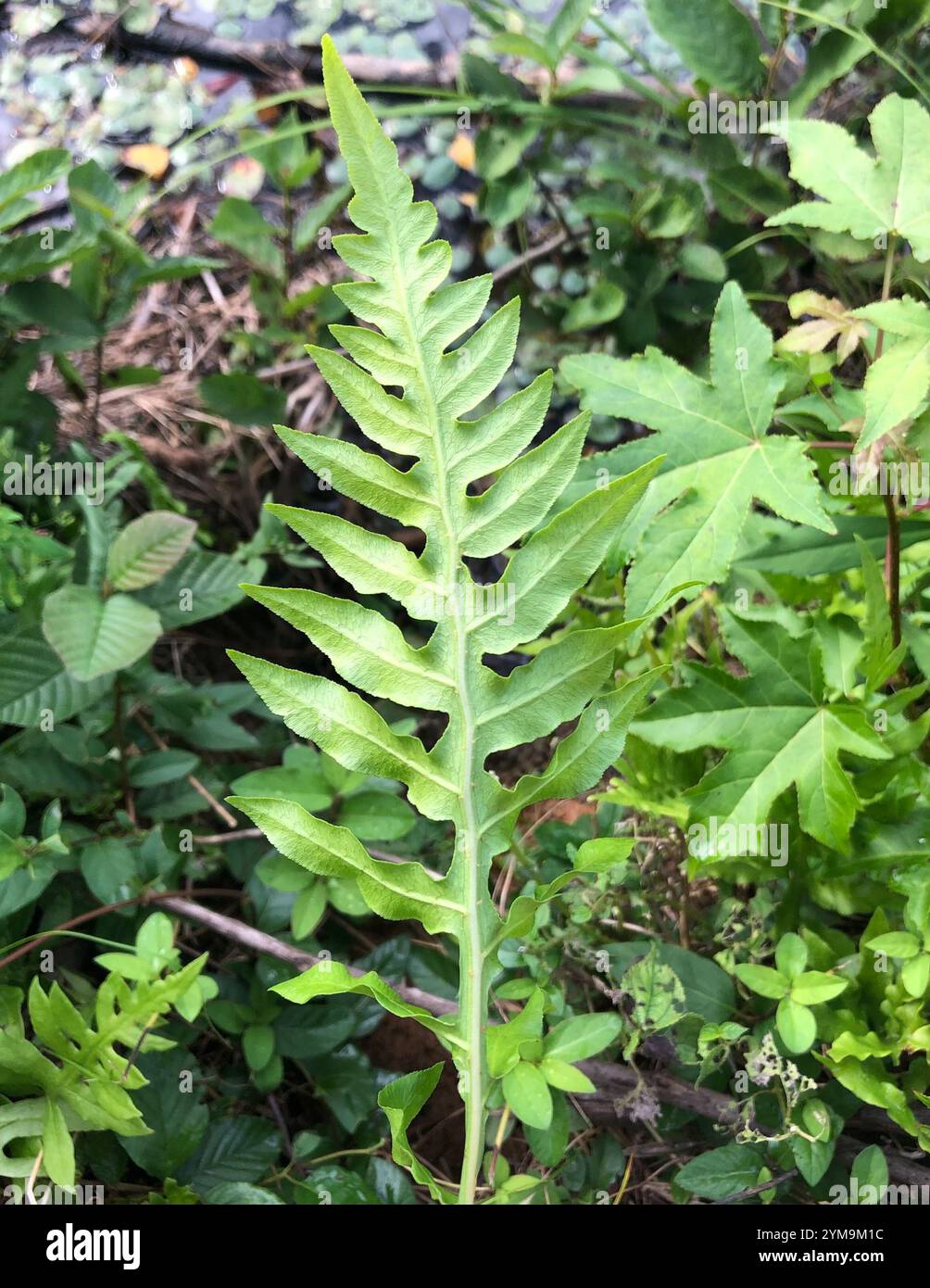 netted chain fern (Woodwardia areolata Stock Photo - Alamy