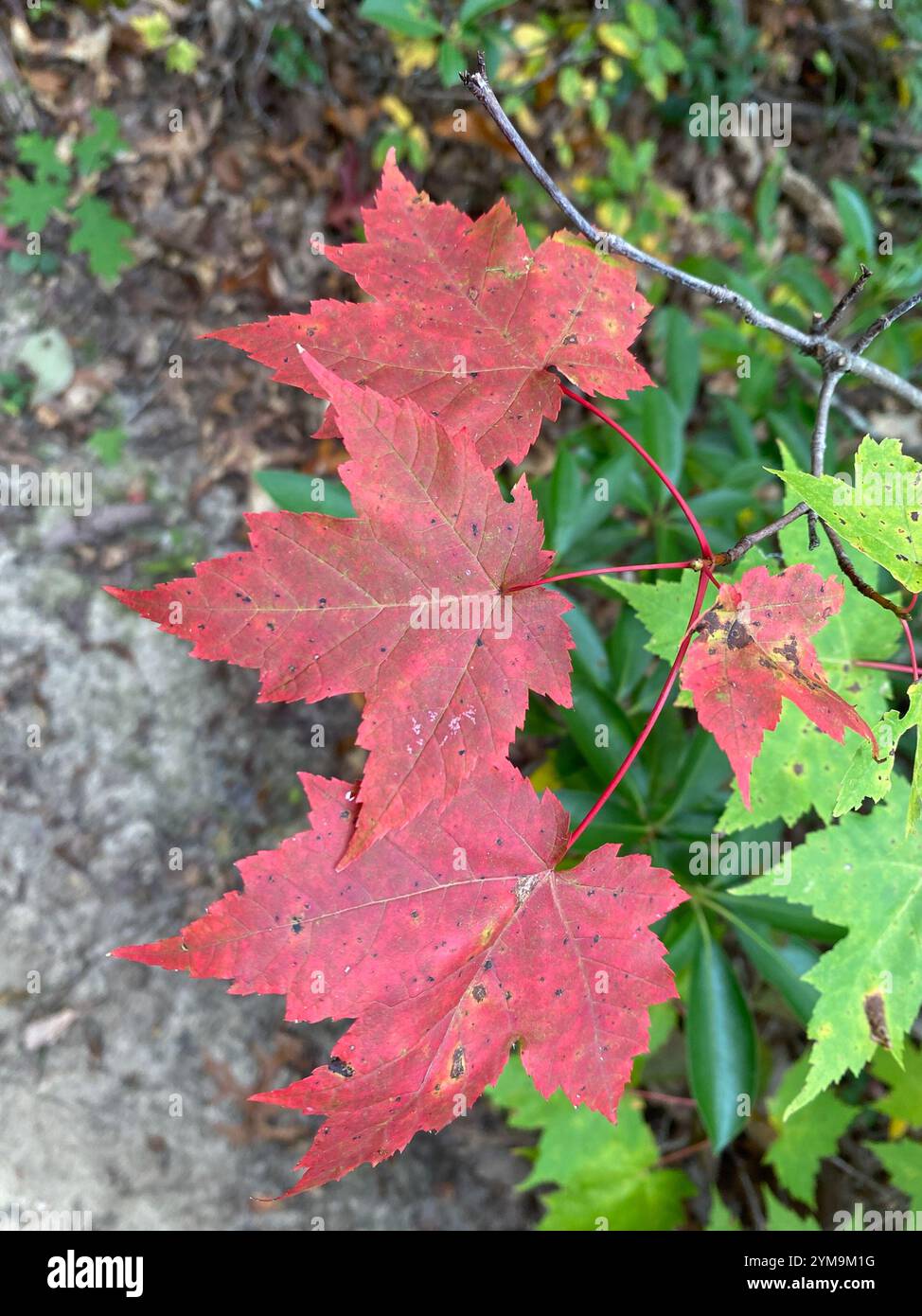 Eastern Red Maple (Acer rubrum rubrum Stock Photo - Alamy