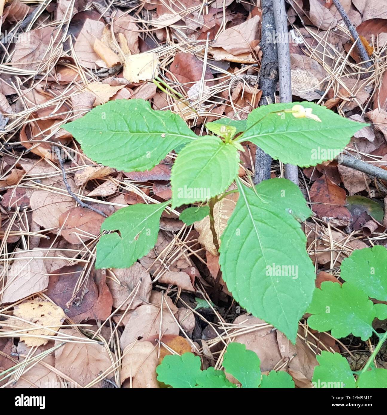 small balsam (Impatiens parviflora Stock Photo - Alamy