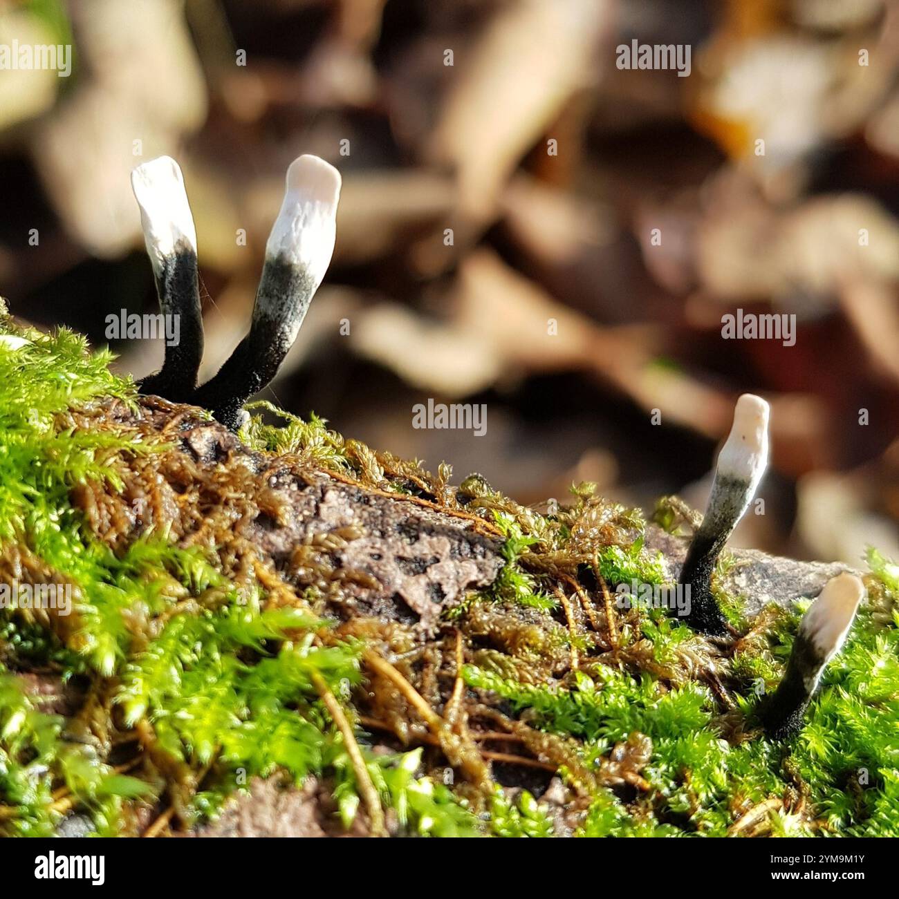Candlesnuff Fungus (Xylaria hypoxylon Stock Photo - Alamy