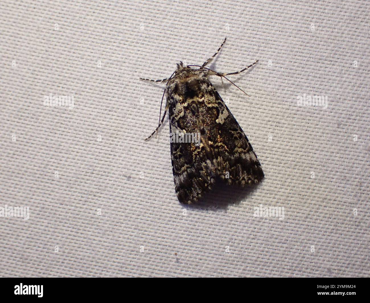 Pepper and salt moth hi-res stock photography and images - Alamy