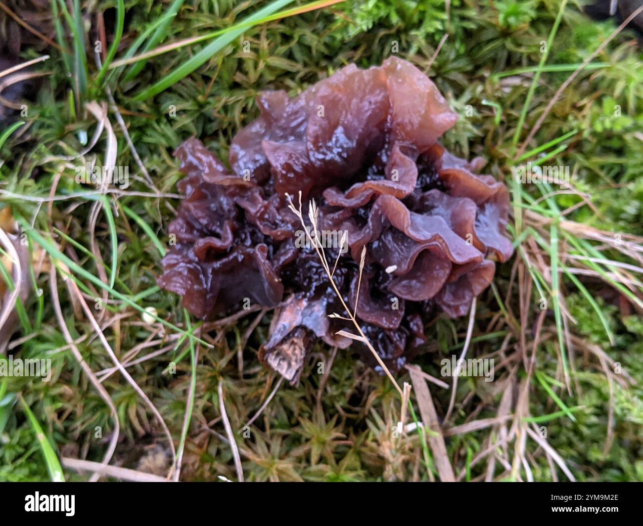 Leafy Brain (Phaeotremella foliacea Stock Photo - Alamy