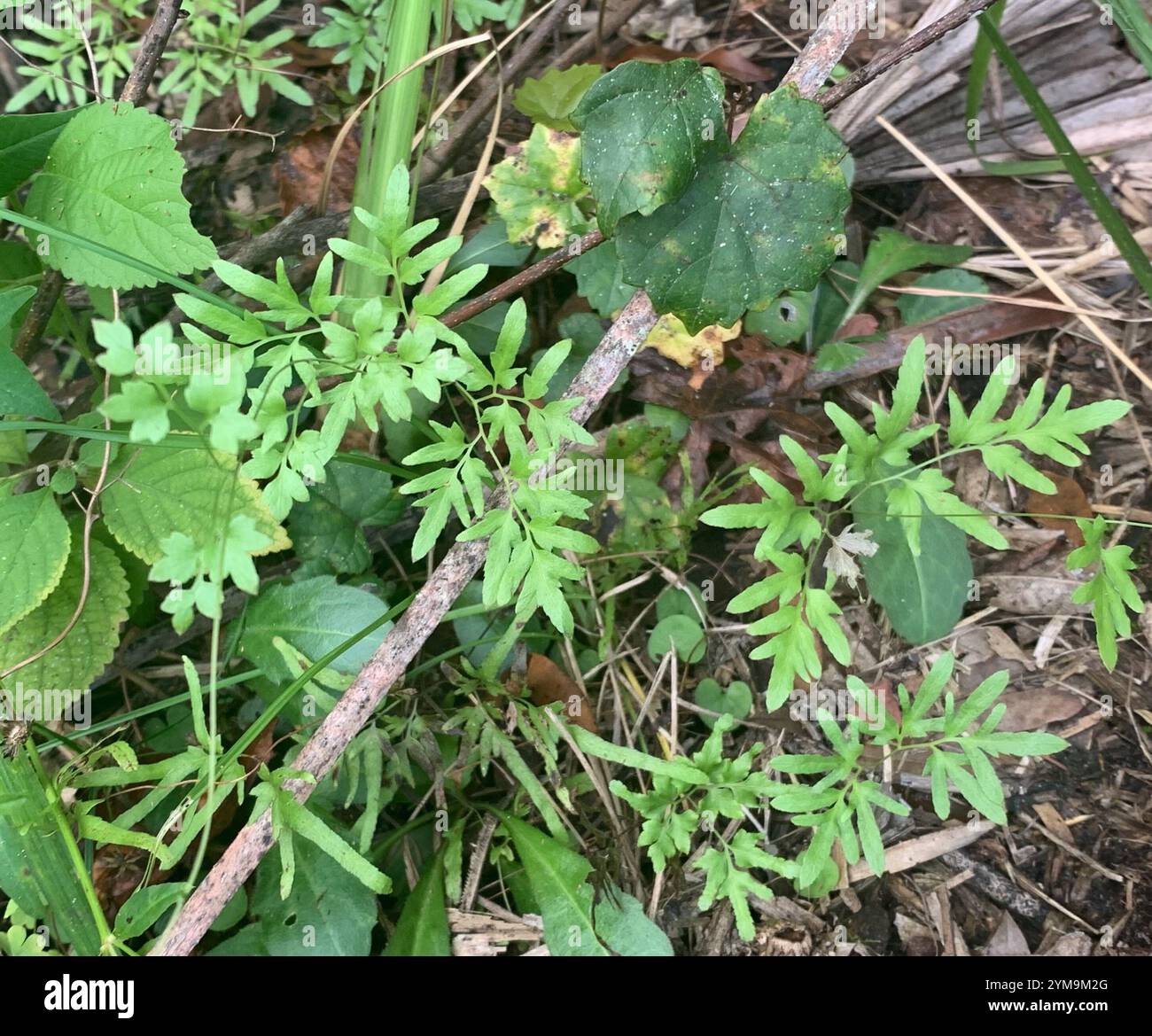 Japanese climbing fern (Lygodium japonicum Stock Photo - Alamy