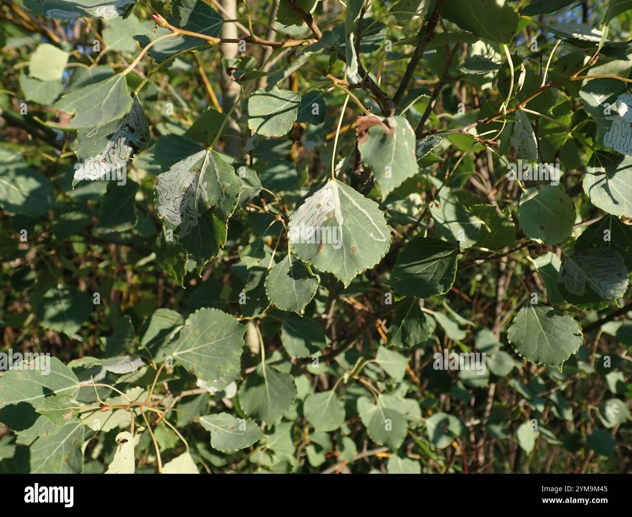 trembling aspen (Populus tremuloides Stock Photo - Alamy