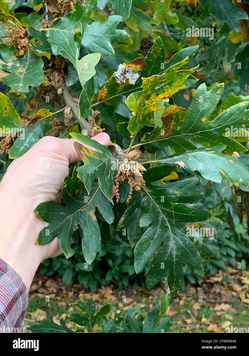 Oregon white oak (Quercus garryana garryana Stock Photo - Alamy