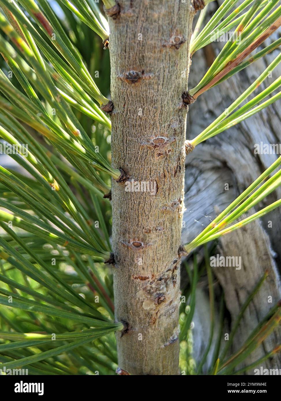 Whitebark Pine (Pinus albicaulis Stock Photo - Alamy