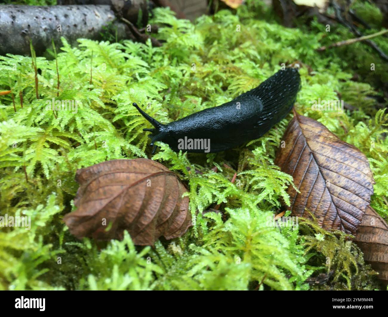 Arion Slugs (Arion Stock Photo - Alamy